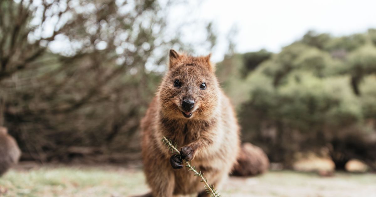 18 Animals That Are Likely To Become Extinct Before You Die - The Habitat