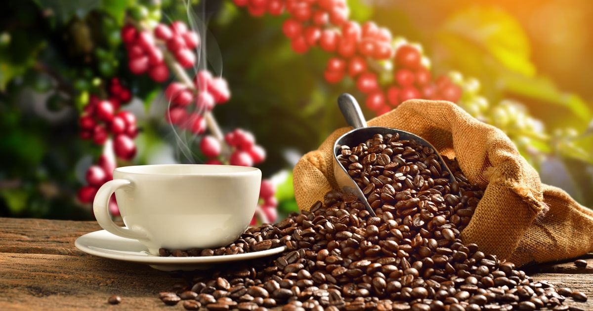 Costly Coffee Galore: The 10 Most Expensive Varieties In the World ...