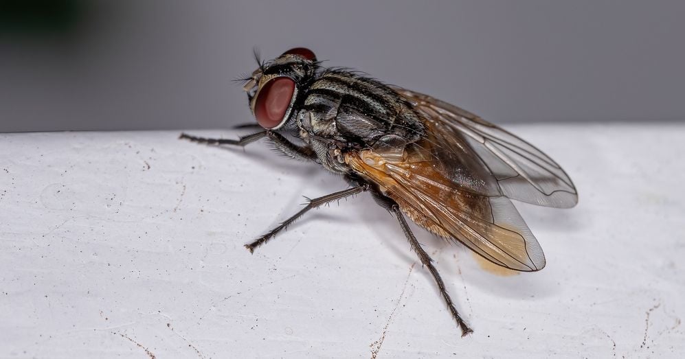 Flies Be Gone: Natural and Chemical Elimination Methods - The Habitat