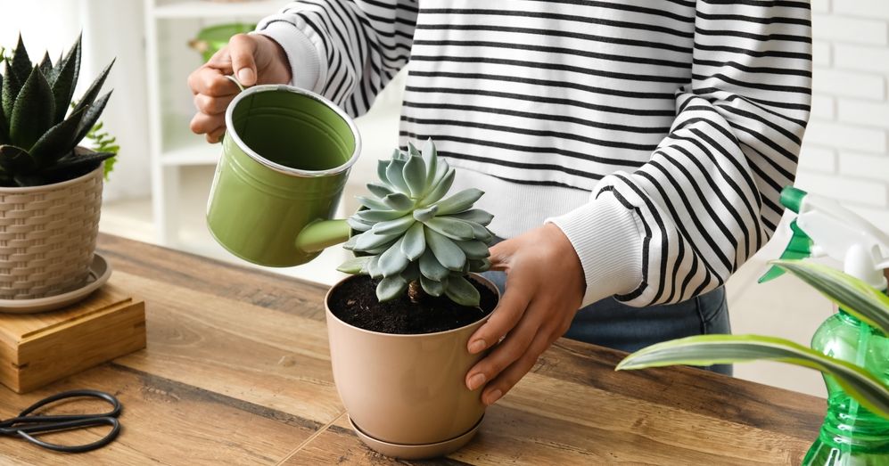 How to Care for Succulents - The Habitat