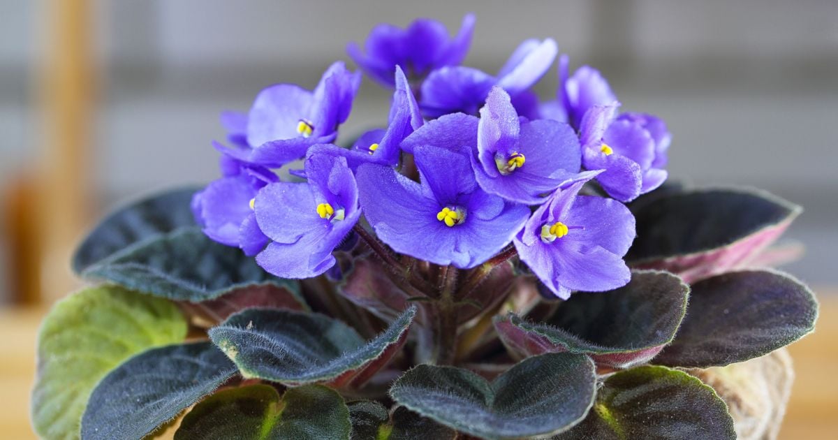 How to Grow Beautiful African Violets - The Habitat