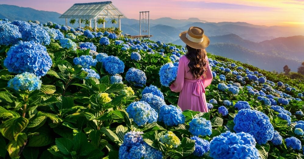 How to Grow and Care for Hydrangeas - The Habitat