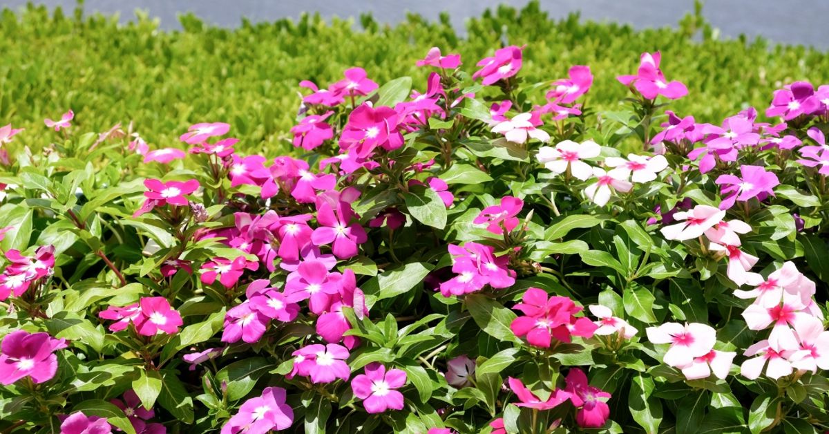 Growing the Best Periwinkles - The Habitat