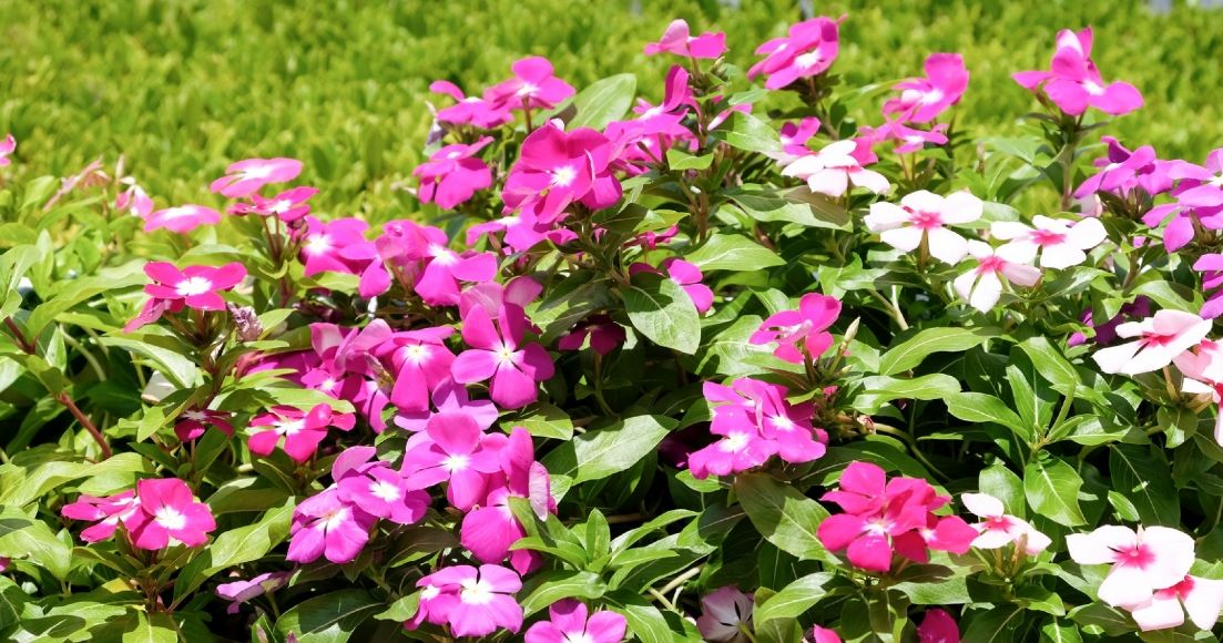 Growing the Best Periwinkles - The Habitat