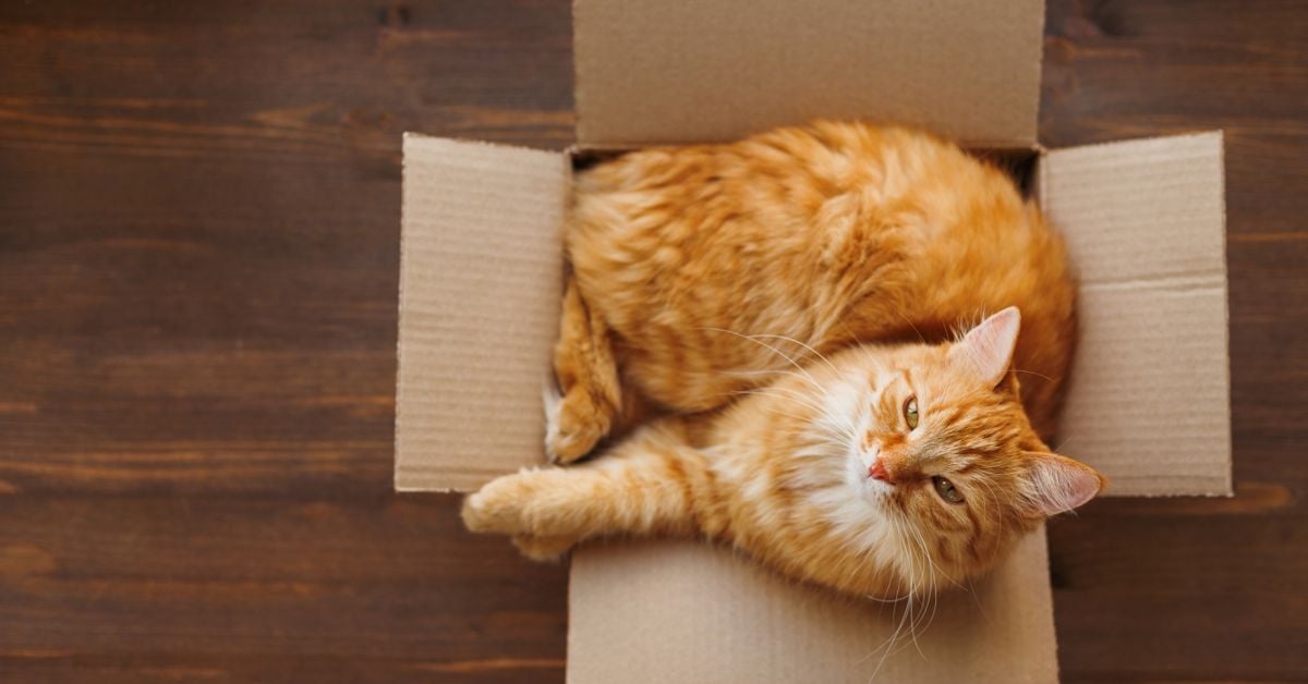 What is Schrödinger's cat? - The Habitat