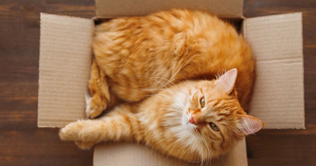 What is Schrödinger's cat? - The Habitat