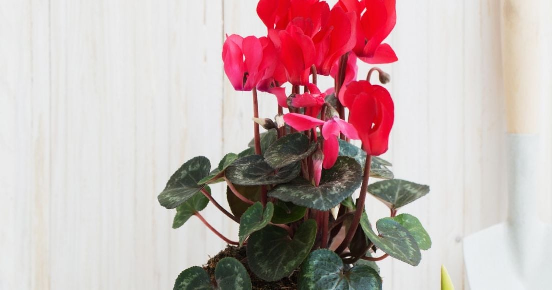 Mastering Cyclamen Care: A Comprehensive Guide - The Habitat
