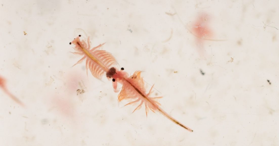 Whatever Happened to Sea Monkeys? - The Habitat