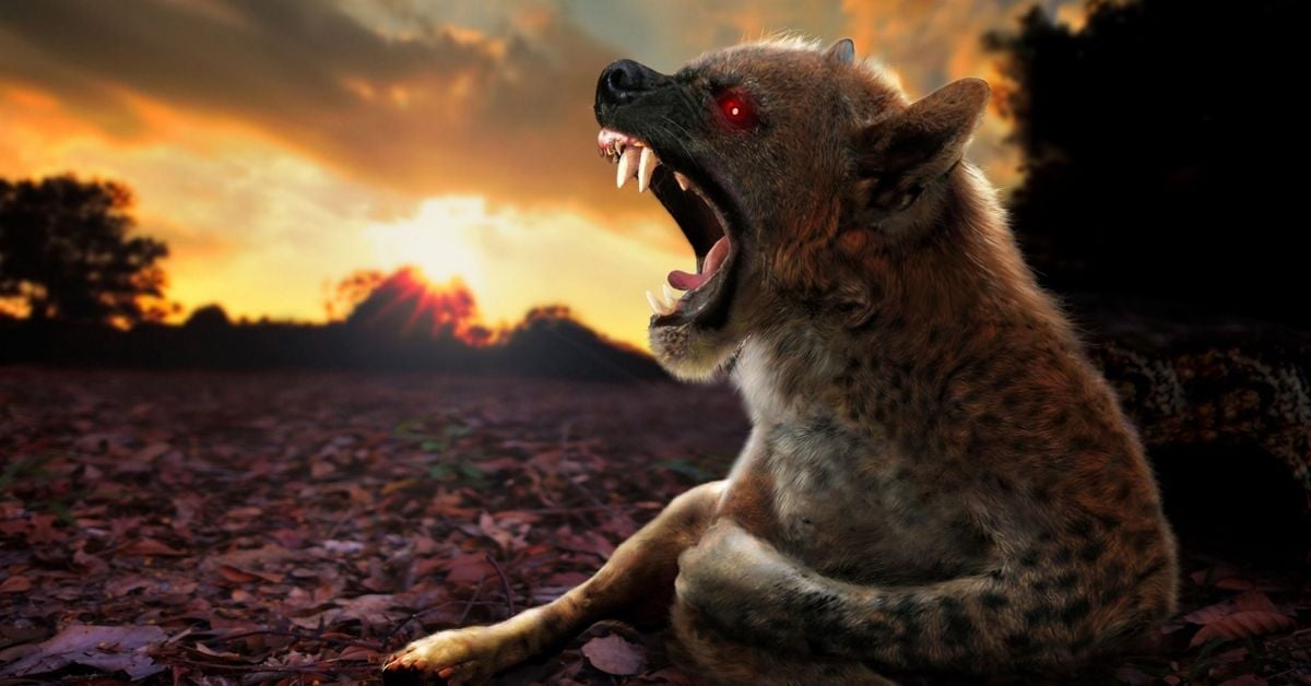 What is a Chupacabra? - The Habitat