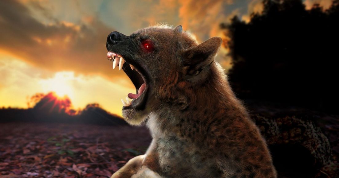What is a Chupacabra? - The Habitat