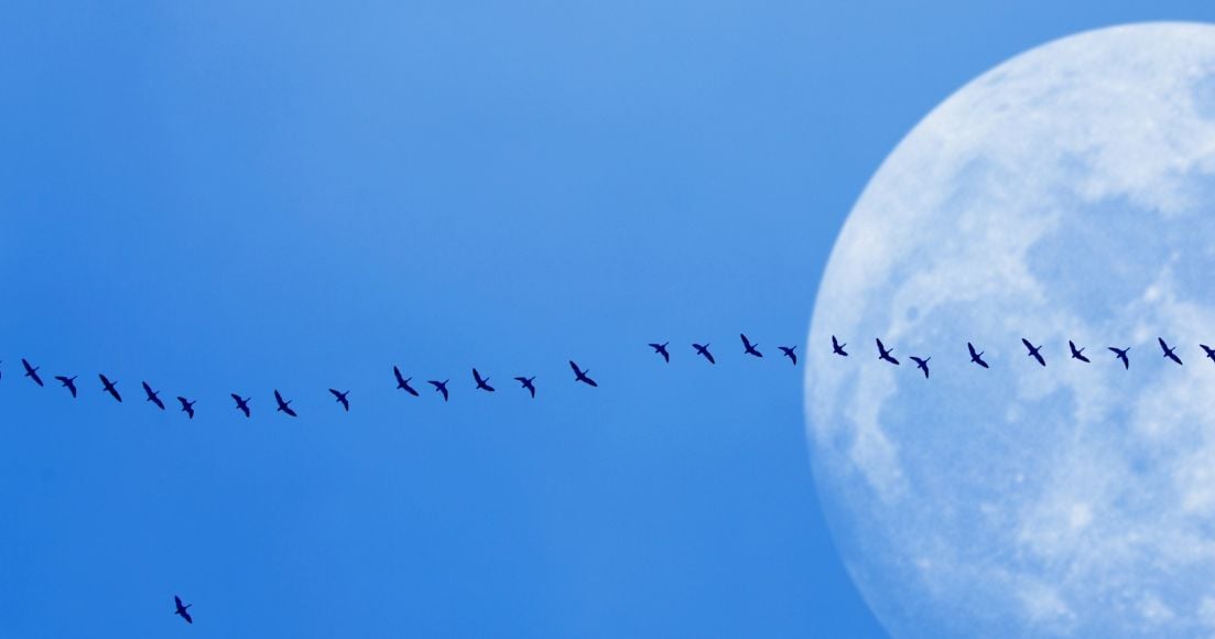 What Are Each Month's Full Moon Names and Meanings? - The Habitat