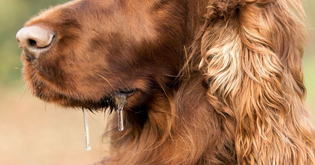 What's the Deal with Pavlov's Dog? - The Habitat