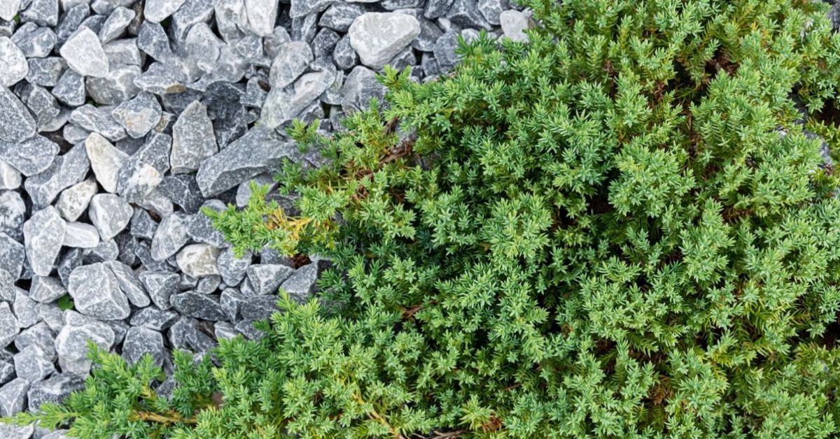Low-Maintenance Ground Covering Plants for Your Yard - The Habitat