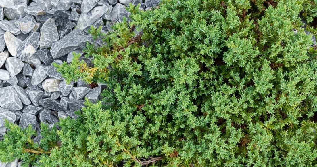 Transform Your Yard with These Low-Maintenance Ground Covers - The Habitat