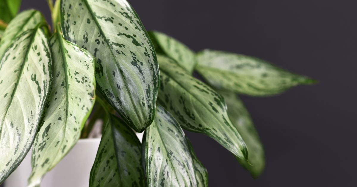 Shade-Loving Houseplants For Homes With Low Light - The Habitat