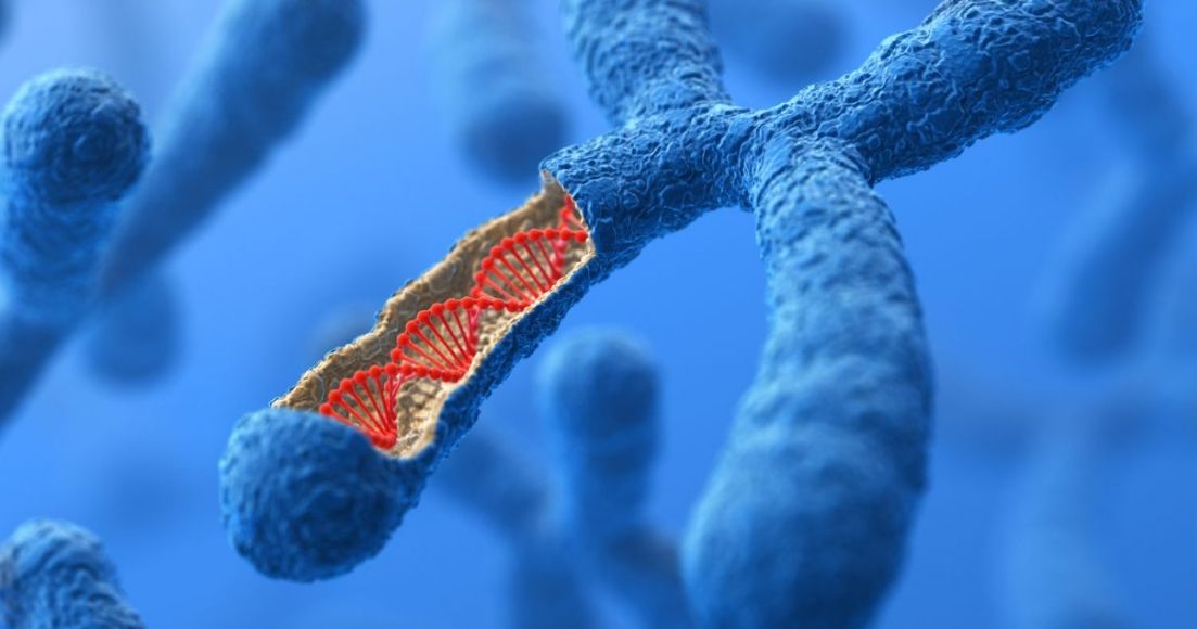 What Is The Law Of Segregation? - The Habitat