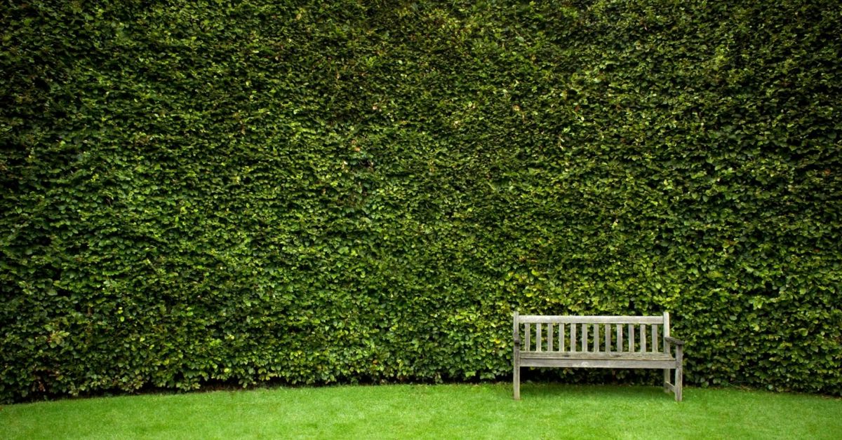 Beautiful Trees to Add Privacy to Your Backyard - The Habitat