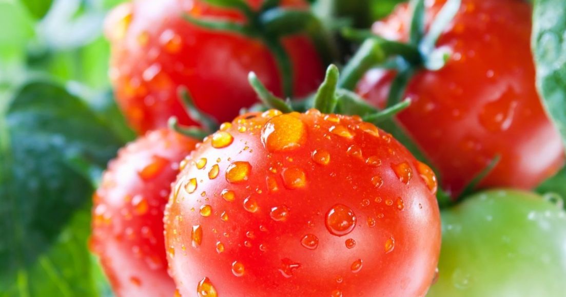 Tomato: Fruit or Vegetable? - The Habitat