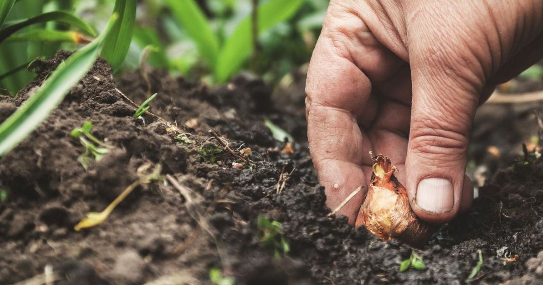 10 Steps to Cultivate Tulip Perfection - The Habitat