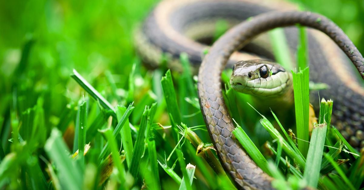 Natural DIY Snake Repellents for Your Backyard - The Habitat