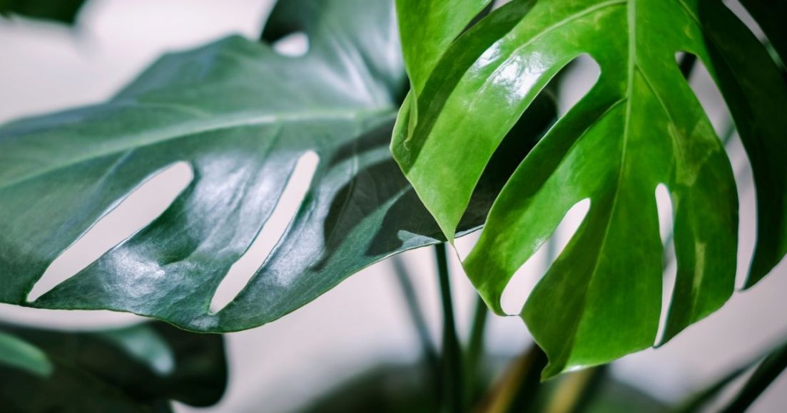 10 Easy Things to Try with Your Monstera - The Habitat