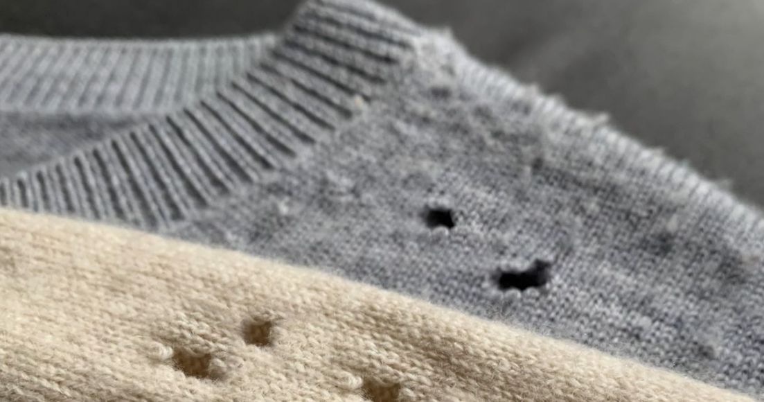 How to Banish Moths From Your Home - The Habitat