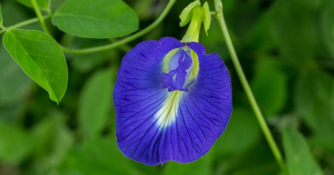 Tips for Growing the Magical Butterfly Pea Flower - The Habitat