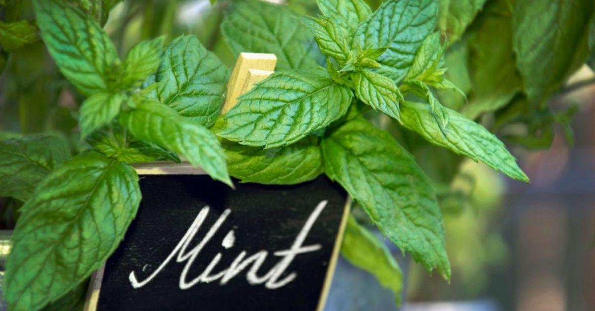 What to Consider When Growing Peppermint - The Habitat