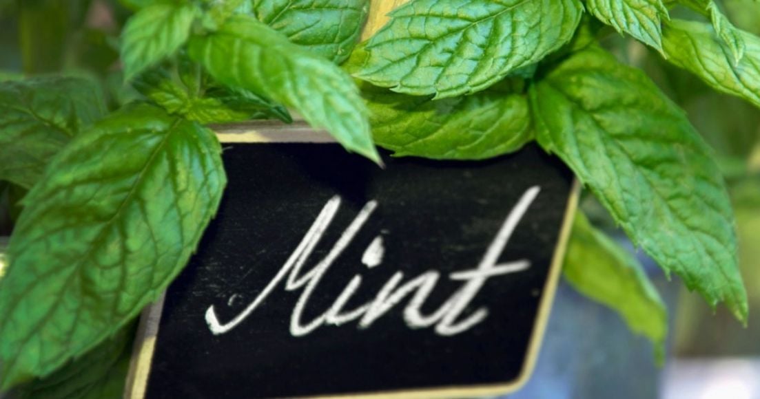 What to Consider When Growing Peppermint - The Habitat