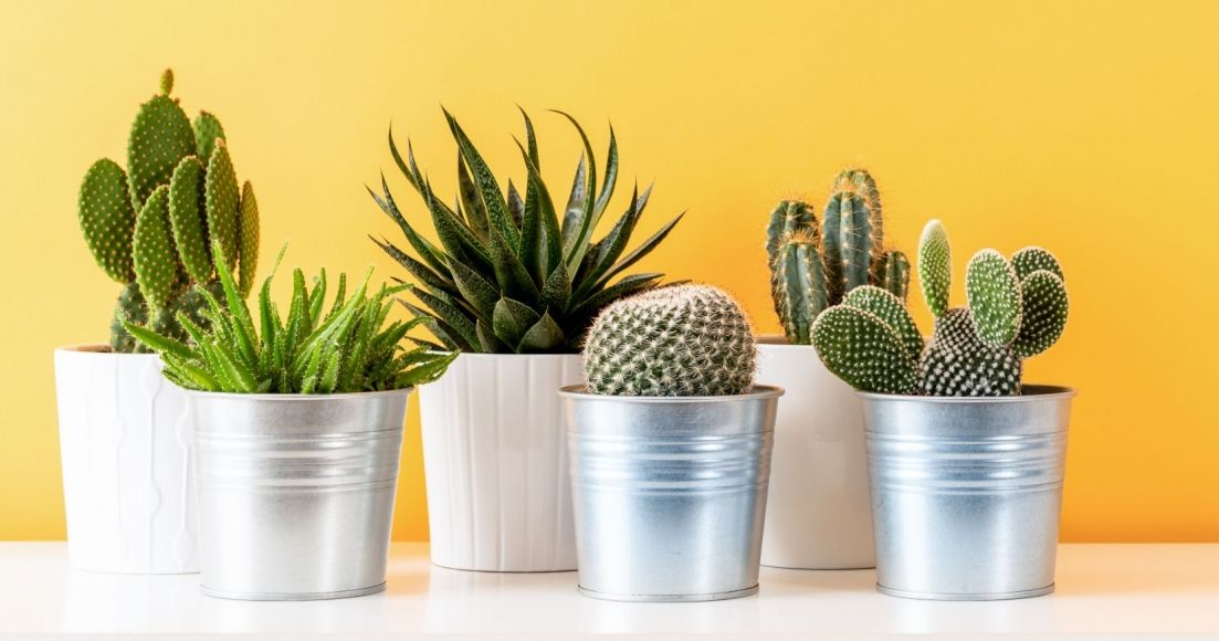 Easy-Care Cactus Plants for Your Home - The Habitat