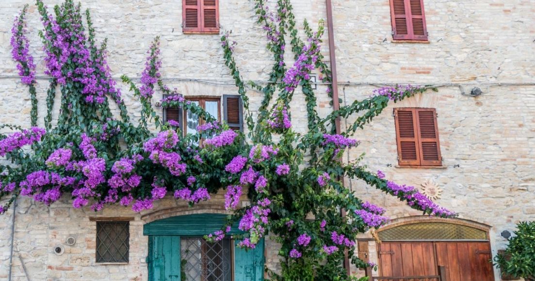 Flowering Vines: The Best and Boldest - The Habitat