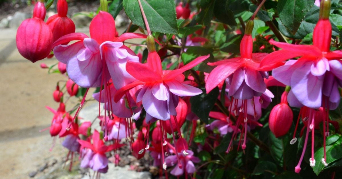 Fine-Tune Your Garden Aesthetic With Fuchsias - The Habitat