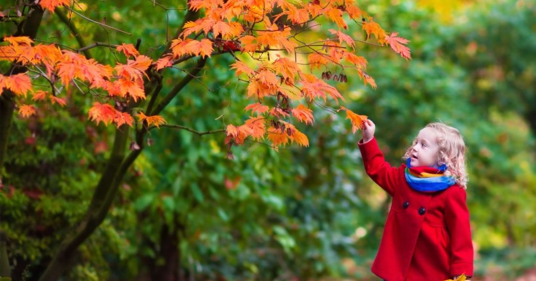 Beautiful Maple Trees for Every Yard - The Habitat