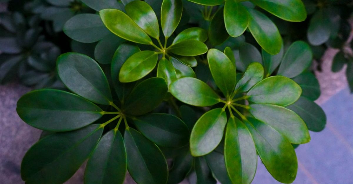 The Ever-Popular Umbrella Plant is Easy to Grow - The Habitat