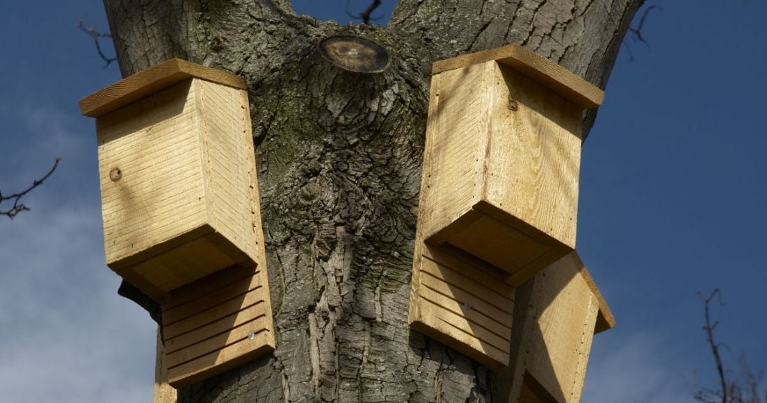 How to Become a DIY Bat House Landlord - The Habitat