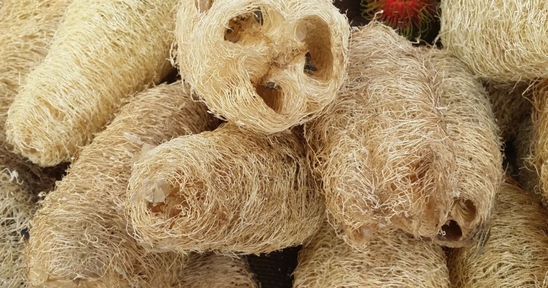 10 Simple Steps to Grow Your Own Loofah - The Habitat