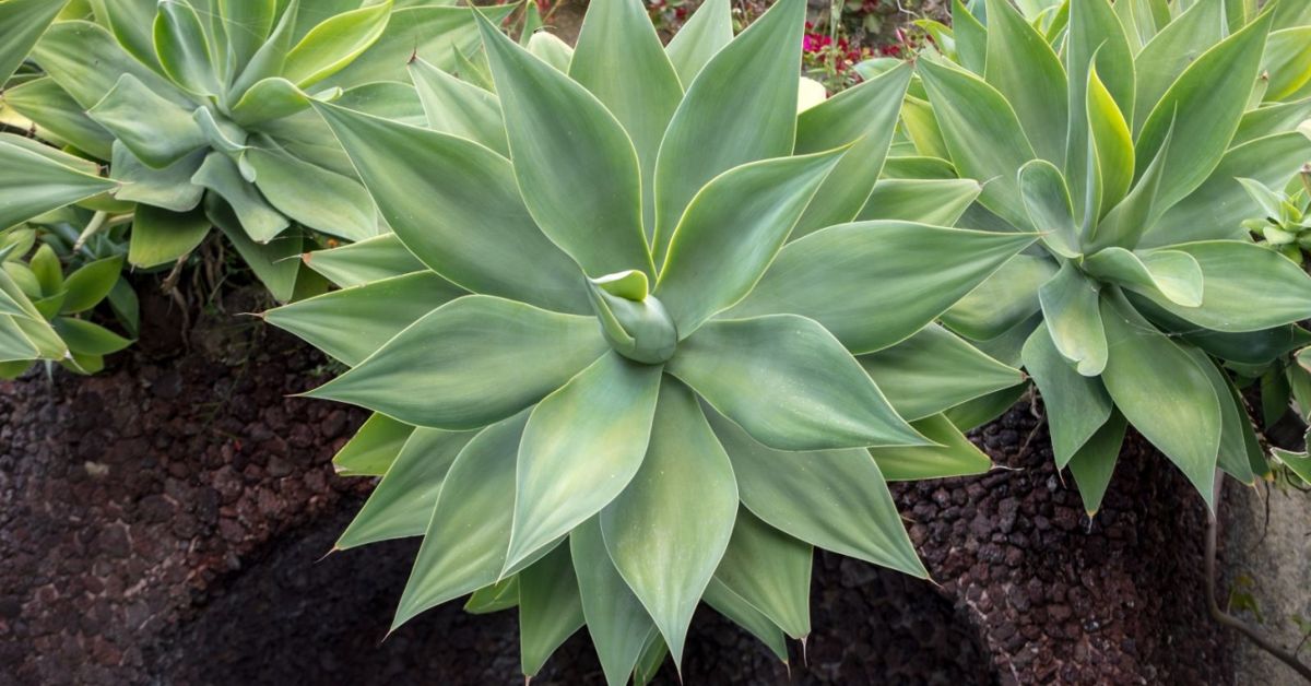 Your Guide to Cultivating Agave - The Habitat