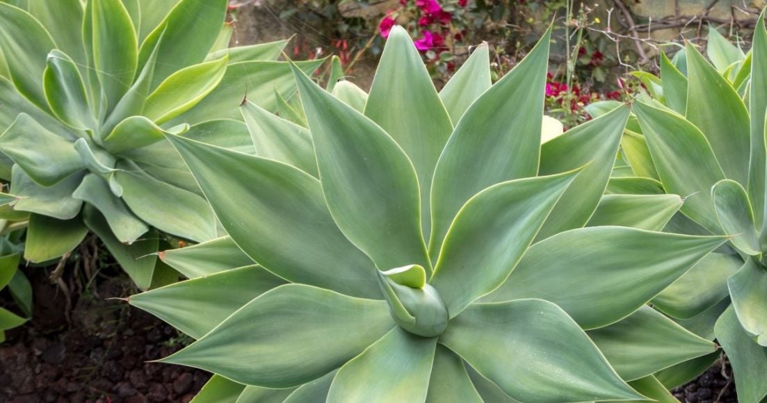 Your Guide to Cultivating Agave - The Habitat