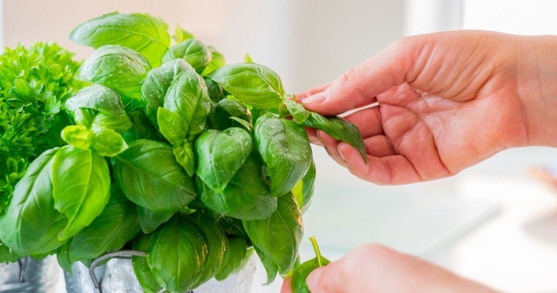 How to Grow and Care for Basil Plants - The Habitat