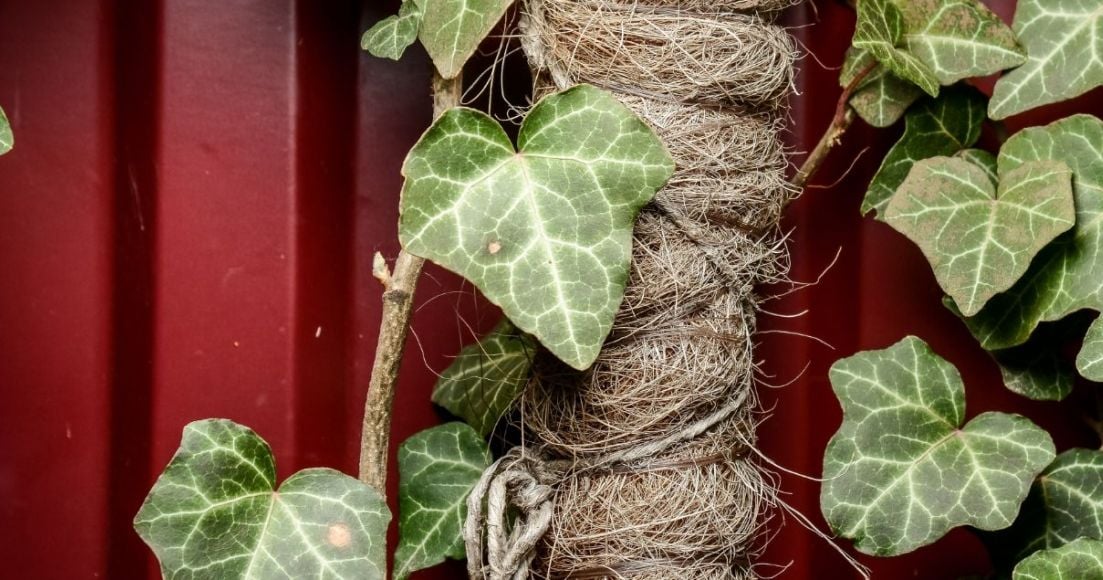 Adorn Your House and Yard With English Ivy - The Habitat