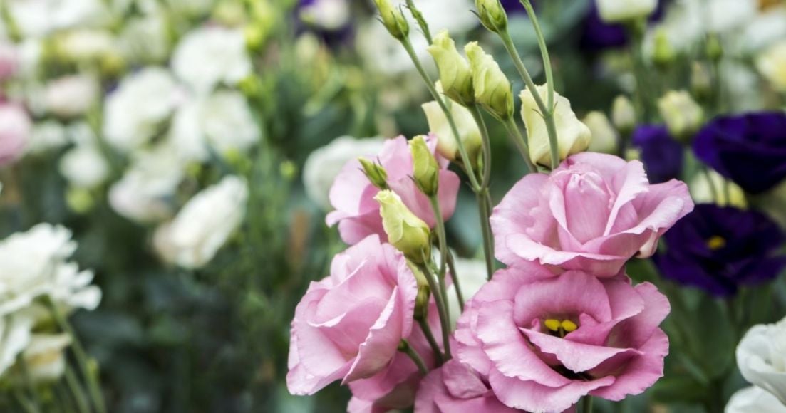 Maximizing the Beauty of Your Lisianthus Plants - The Habitat