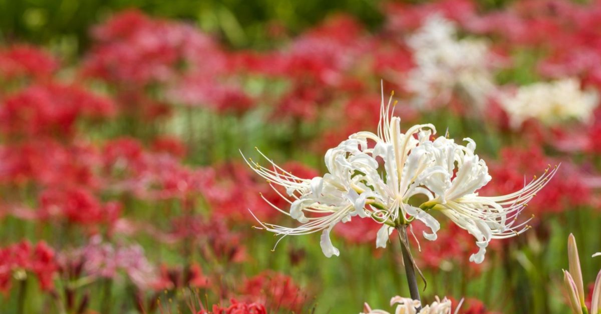 Spider Lilies: Showy, Gorgeous, and Easy to Grow - The Habitat