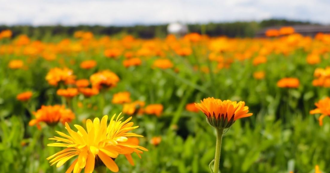 Growing the Low-Maintenance, Healthful Calendula - The Habitat