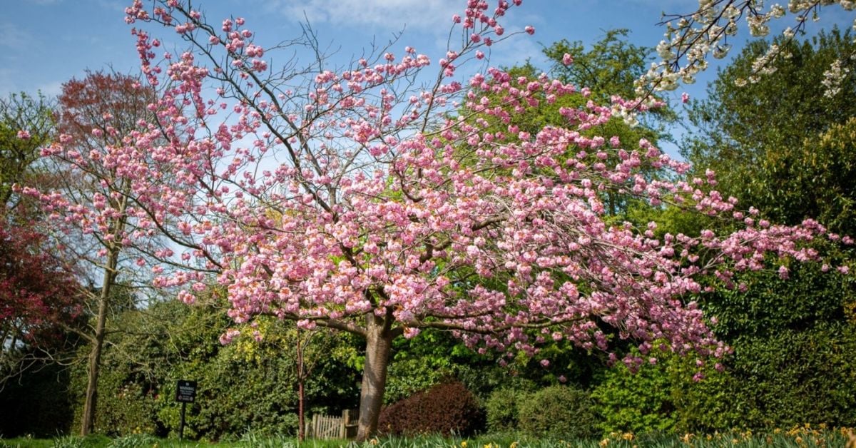 Dwarf Tree Species That Stand Tall in Any Yard - The Habitat