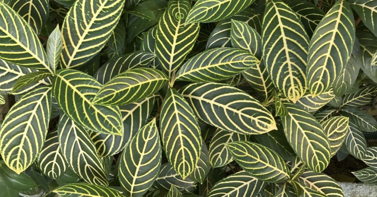 Zebra Plants: Striped, Striking, and Simple to Grow - The Habitat