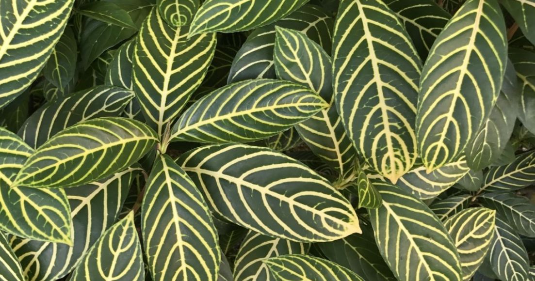 Zebra Plants: Striped, Striking, and Simple to Grow - The Habitat