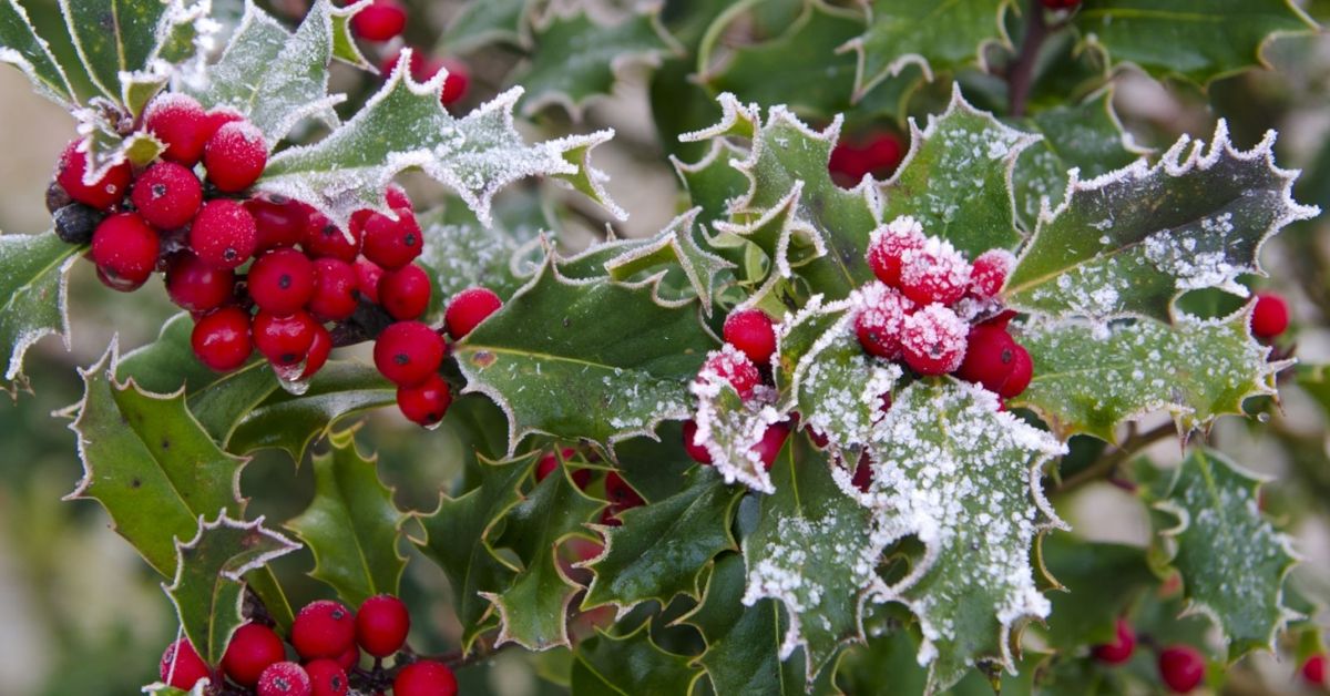 Adding Holly to Your Garden and Home - The Habitat