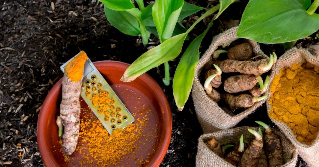 How to Plant and Grow Turmeric - The Habitat