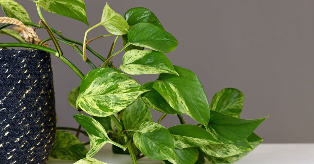 How to Grow and Take Care of a Pothos Houseplant - The Habitat