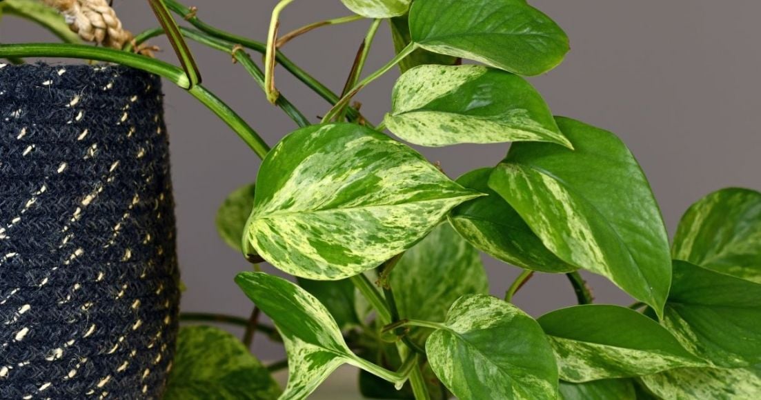 How to Grow and Take Care of a Pothos Houseplant - The Habitat